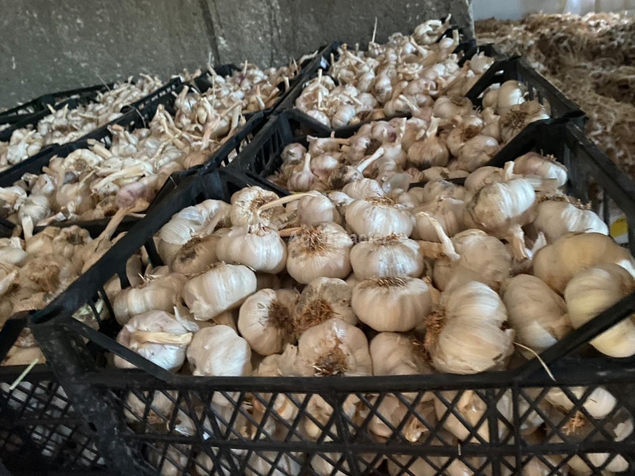 Fokhagyma - Agrárpiactér - Agrofórum